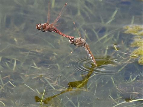 Bug Othe Week Variegated Meadowhawk Redux By Kate Redmond