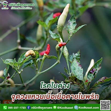 โรคใบด่าง จุดวงแหวนเนื้อเยื่อตายในพริก เข้ากลุ่มคนรักพืช เพื่อติดตาม