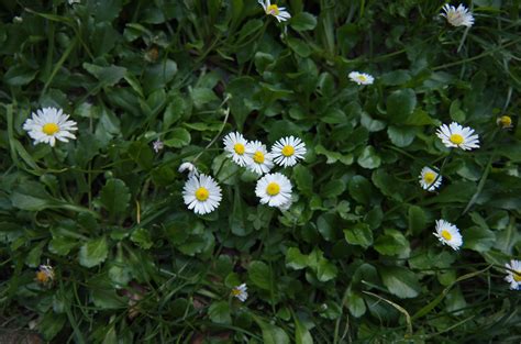 10 Easy Tips How To Grow Chamomile The Gardening Dad