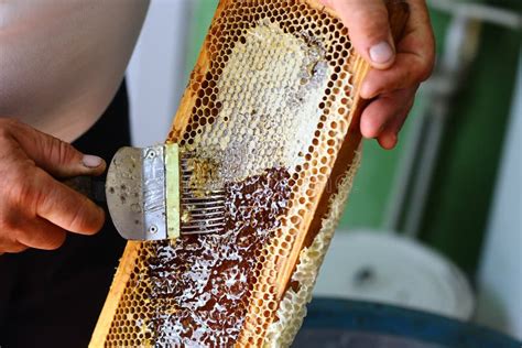 Beekeeper Uncapping Honeycomb With Special Beekeeping Fork Raw Honey Being Harvested From Bee