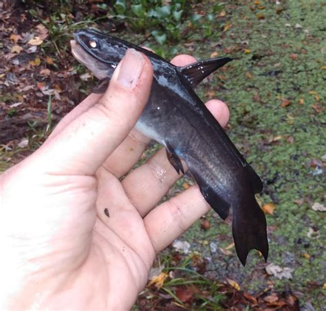 Need Help Identifying A Couple Of Catfish Rwhatisthisfish