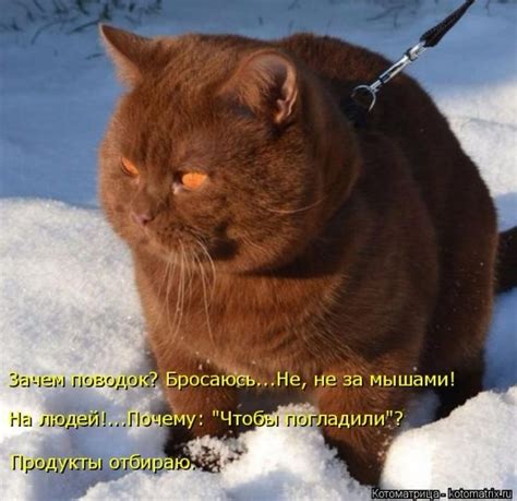 Смешные картинки с котами
