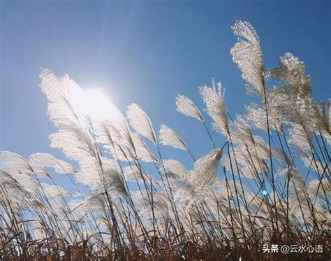 唐代才子的一首詠物詩意境悠遠令人賞心悅目 每日頭條