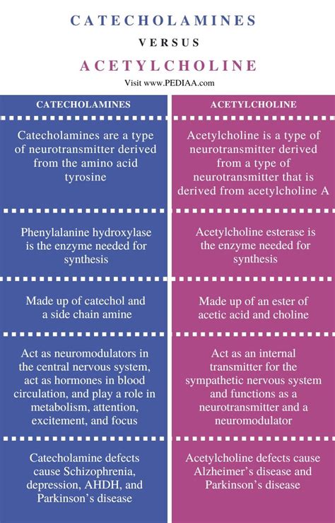What Is The Difference Between Catecholamines And Acetylcholine Pediaa Com