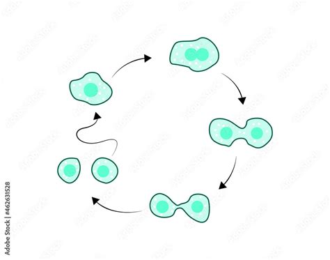 Simple Illustration Of Amoeba Reproduction Illustration Of Amoeba Dividing Into Two Stock