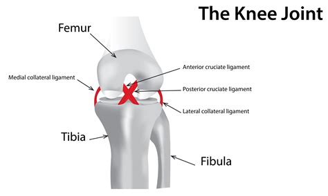 Parts Of The Knee