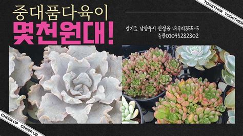 중대품 군생 다육이 만원이하외갓집다육이01095202302 Youtube