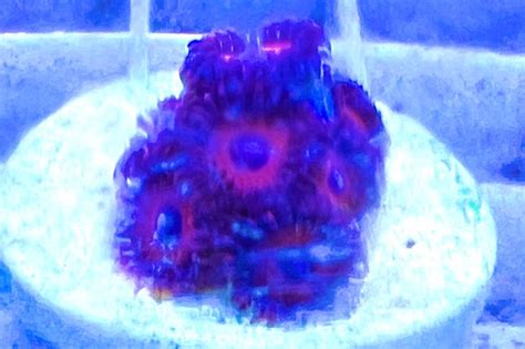 KBO ﾏﾒｽﾅ DRAGON FRUITS 海水魚カミハタビジネスオンライン