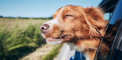 Five Top Tips To Consider Before Getting A Canine Companion