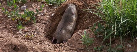 Pocket Gopher Tunnel System