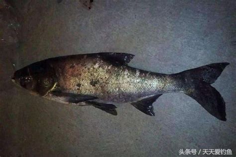夏季夜釣鰱鱅，這些絕招都是連竿爆護的關鍵，釣一次爽一次 每日頭條