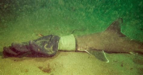 Scuba Divers Find Baby Shark That Was Stuck Inside A Work Glove