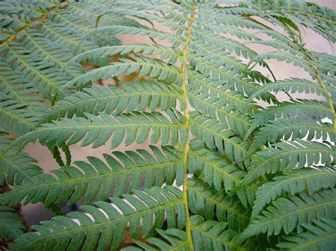 Australian Tree Fern Plant Care Growing Guide