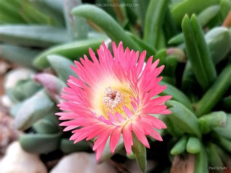 Cephalophyllum Spissum Blog De Cactus Y Suculentas 2024