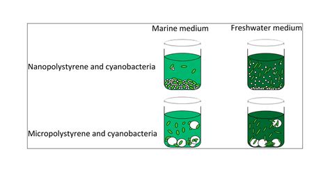 Interaction Of Cyanobacteria With Nanometer And Micron Sized Polystyrene Particles In Marine And