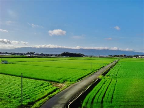 第三千五百八十二作 青麦の いよいよ実り 青麦畑 福岡県久留米 by F KATSU ID12381996 写真共有サイト