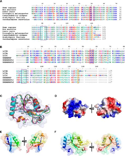 Protein Structure Alignment At Gail Key Blog