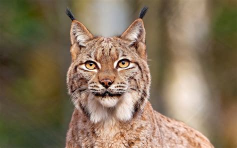O Livro Da Natureza Linces