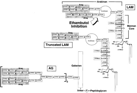 Schematic Model Of Lam Midsize Truncated Lam And Ag The Exact Download Scientific Diagram