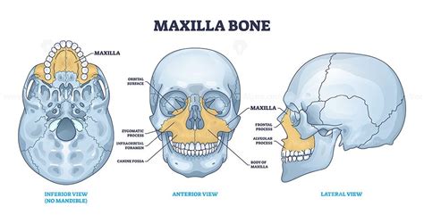 Maxilla Bone Detailed Structure And Facial Skeleton Anatomy Outline