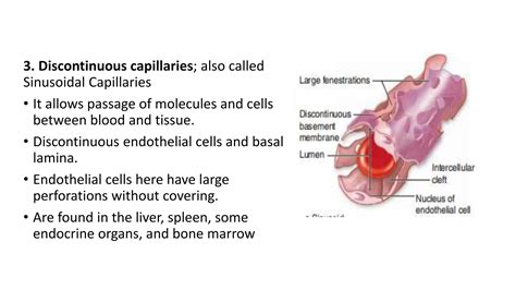 Cardiovascularcccfsdsdsdcvs Histologypptx