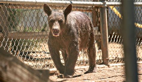 Bear Who Had Mange So Bad She Was Left Completely Bald Makes Remarkable
