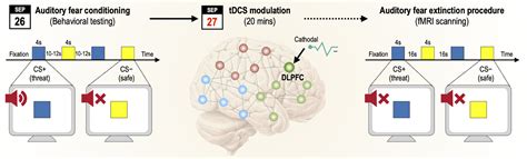 Effects Of Transcranial Direct Current Stimulation On Neural Activity And Functional