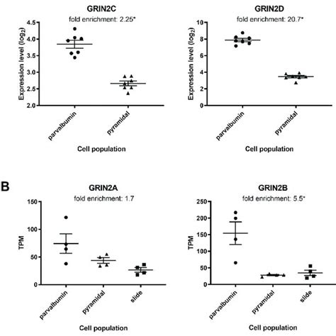 Glun2d Transcripts Are Enriched In Pv Interneurons Relative To