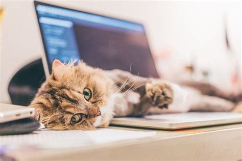Mysqlデータベース作成ガイド：基本コマンドと実用例を丁寧に解説！