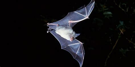twilight bat detecting walks to be held as part of east devon aonb s