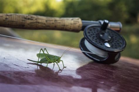 5 Types Of Fishing Bait To Choose From Fishbaron