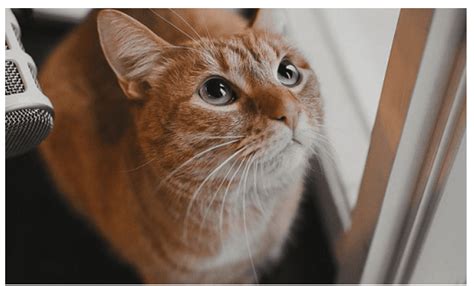 Как использовать свойство Object Fit в Css — журнал Доктайп