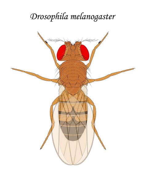 Premium Vector Fruit Fly Drosophila Melanogaster Male
