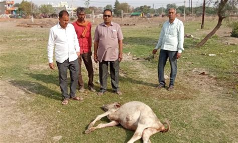 सुवासरा नगर में कुत्तों का आतंक गौ माता को बना रहा निशाना Sanskardarshan