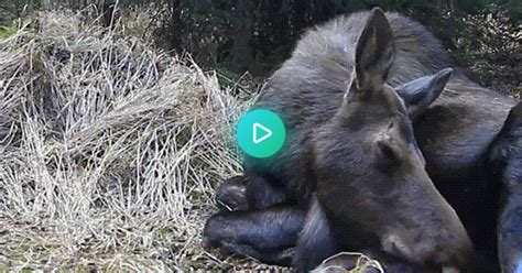 Hey Did You Moose Me  On Imgur