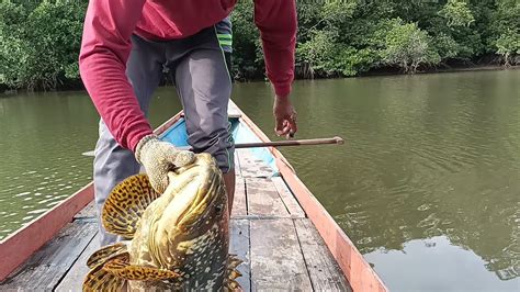BARU KALI INI TERJADI SAMBARAN IKAN BESAR JENIS INI SELAMA SAYA