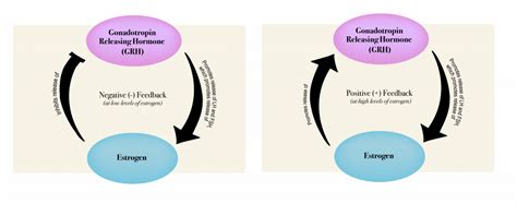 138 Female Reproductive Physiology The Evolution And Biology Of Sex