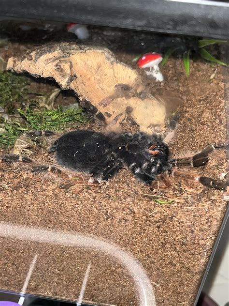 Woke Up To See Cheeto Flipped Everyone Wish Him Luck Last Time He