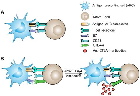 Progress Of Immune Checkpoint Therapy In The Clinic Review