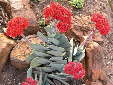 Crassula Falcata Propeller Plant Red Flowers Succulent Rare 10 Seeds