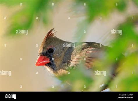 Female Northern Cardinal Cardinalis Cardinalis In The Tree Branches