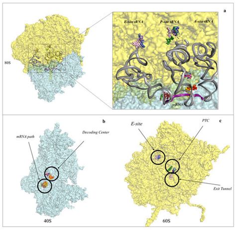 Cancers Free Full Text Inhibition Of The Eukaryotic 80s Ribosome As