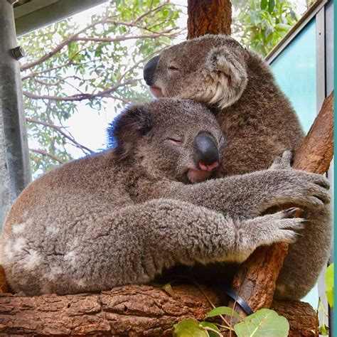 Cómo ayudar a los koalas de Australia puedes adoptar Koala