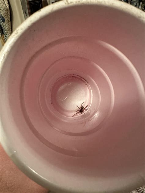 Spider Id R Whatisthisbug