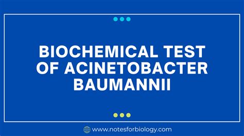 Biochemical Test Of Acinetobacter Baumannii