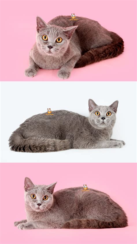 Juliet Kucing British Short Hair Bulan Betina Katze Nesia