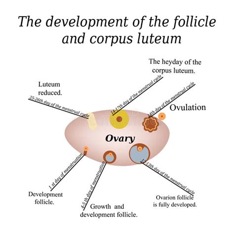 Ovary And Follicle Development