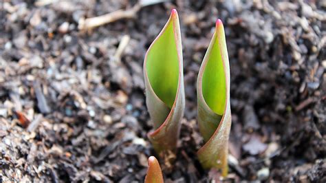 Green Sprouting Spring Plant Hd Preview