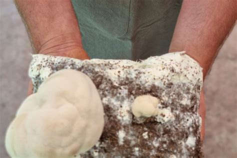 What Is Mushroom Mycelium Benefits And Uses