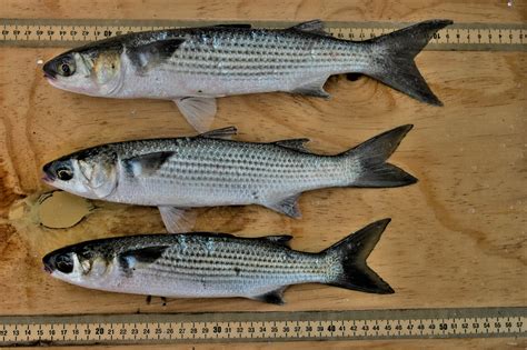 Striped Mullet